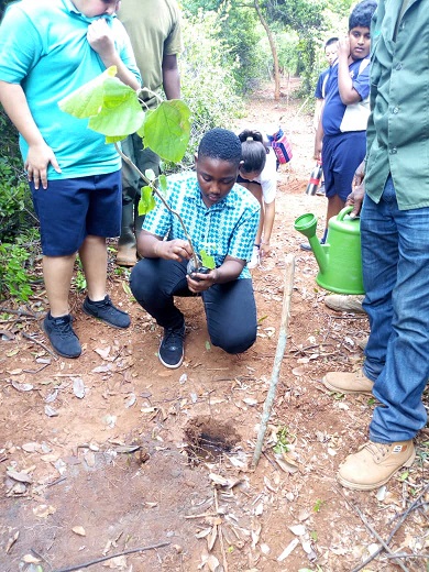 ARIS - PYP Exhibition Deforestation